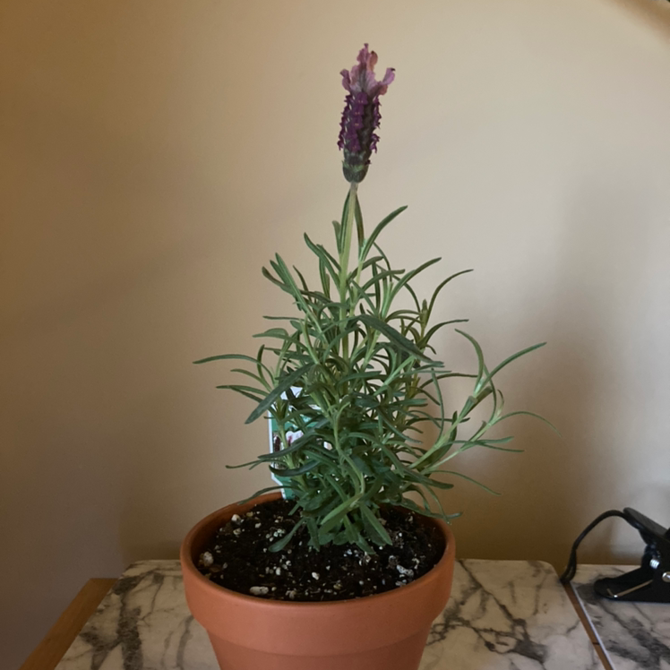 French Lavender - Fertilizing 101