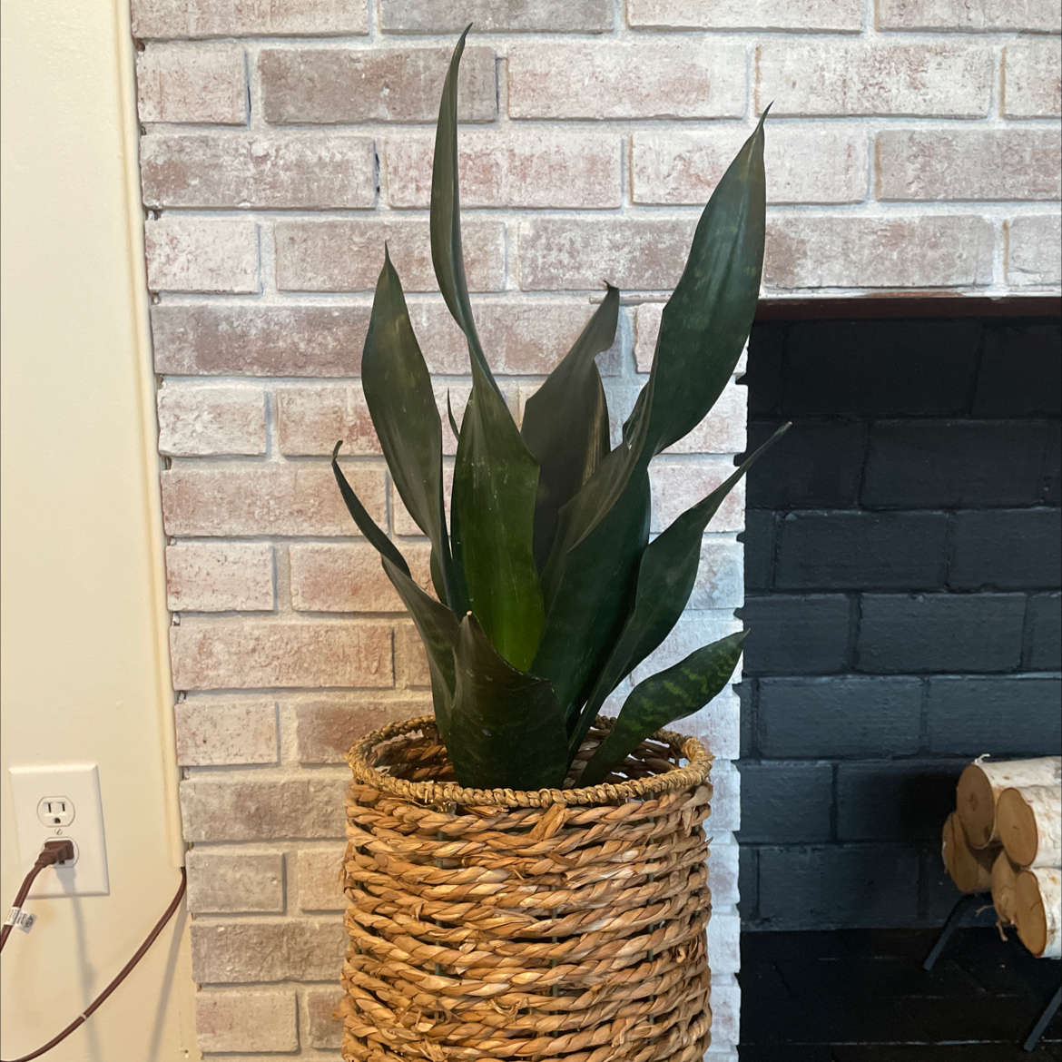 Why Are My Black Dragon Snake Plant Leaves Curling?