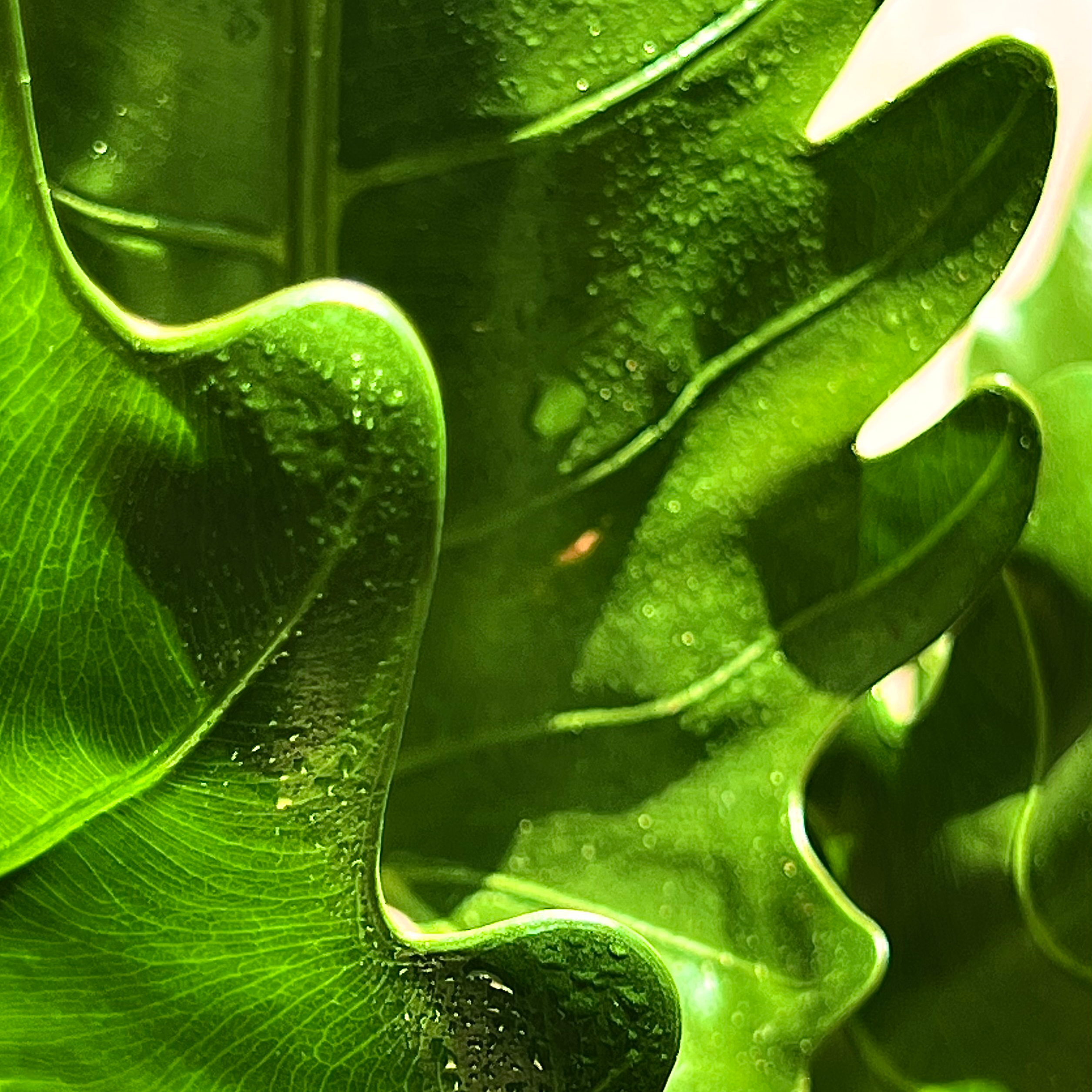 Why Are My Philodendron Narrow Tiger Tooth Leaves Mushy?