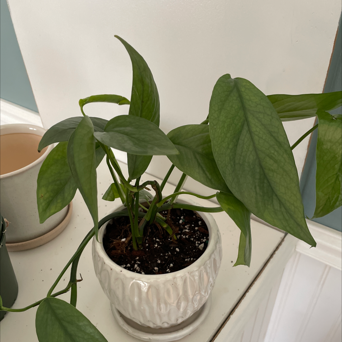 🌡 What Temperature Should My Cebu Blue Pothos Be Kept At?