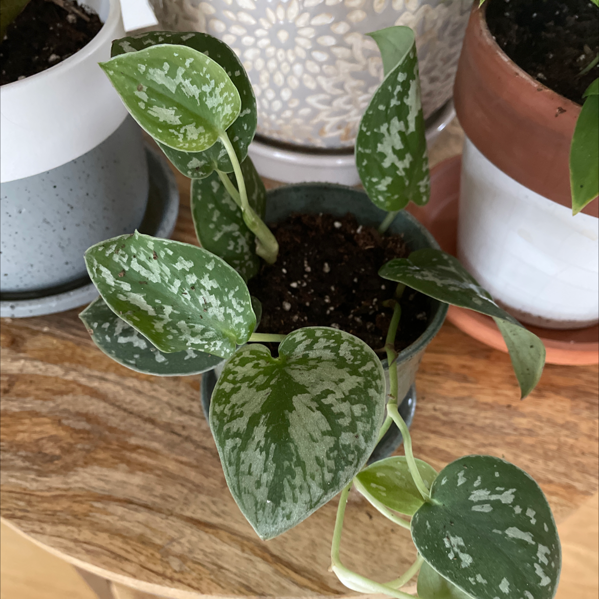 Am I Starving My Satin Pothos? Fertilizing 101
