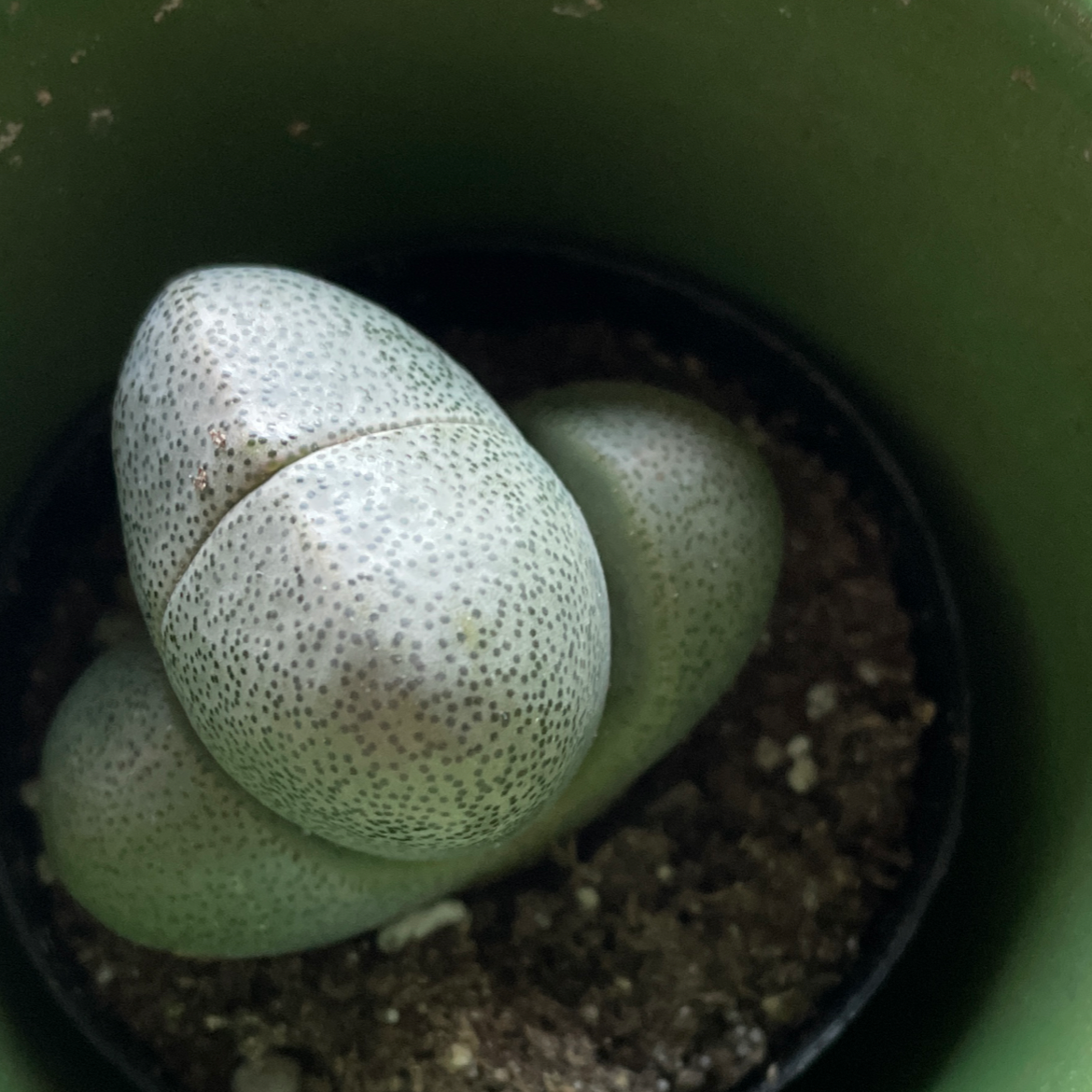 Propagating Split Rock: Step-by-Step Guide