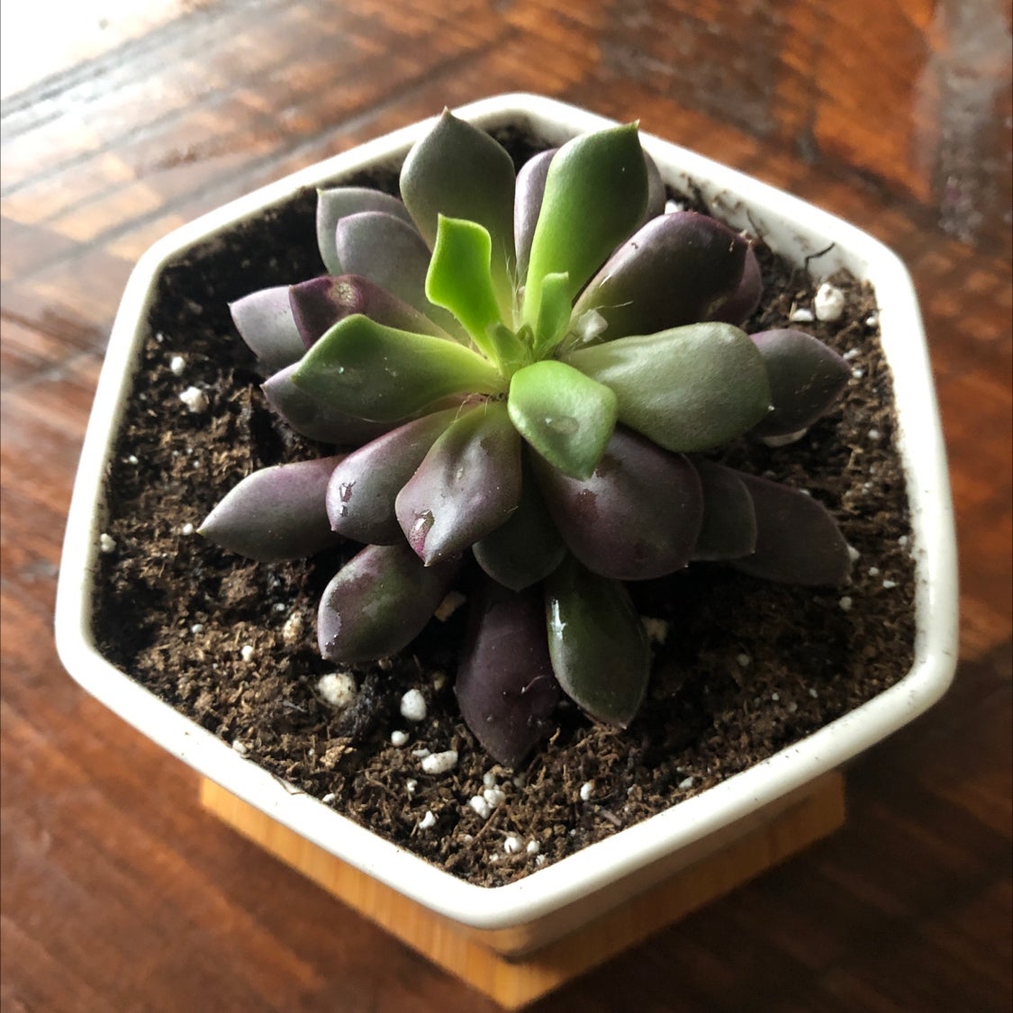 Sand Rose Fertilizer: How And When To Use It