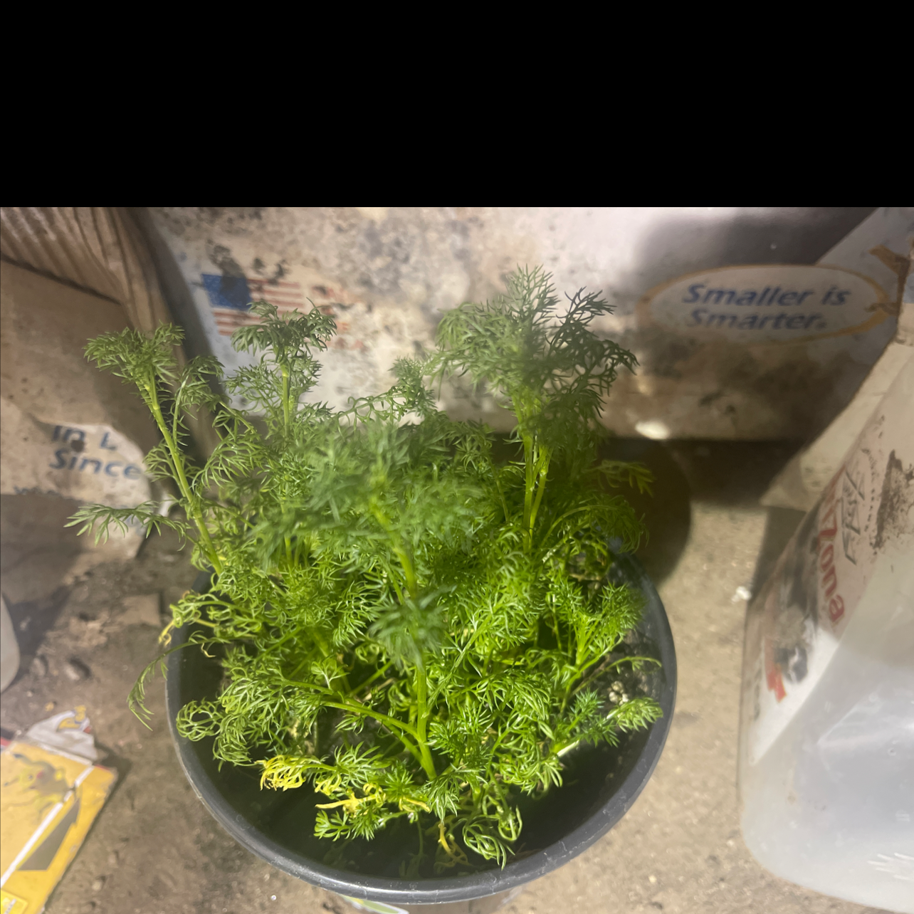 Why Are There Black Spots on My German Chamomile Leaves?