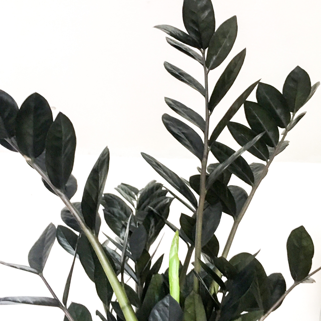 🐦 How Can You Tell If A Raven ZZ Plant Is Dying?