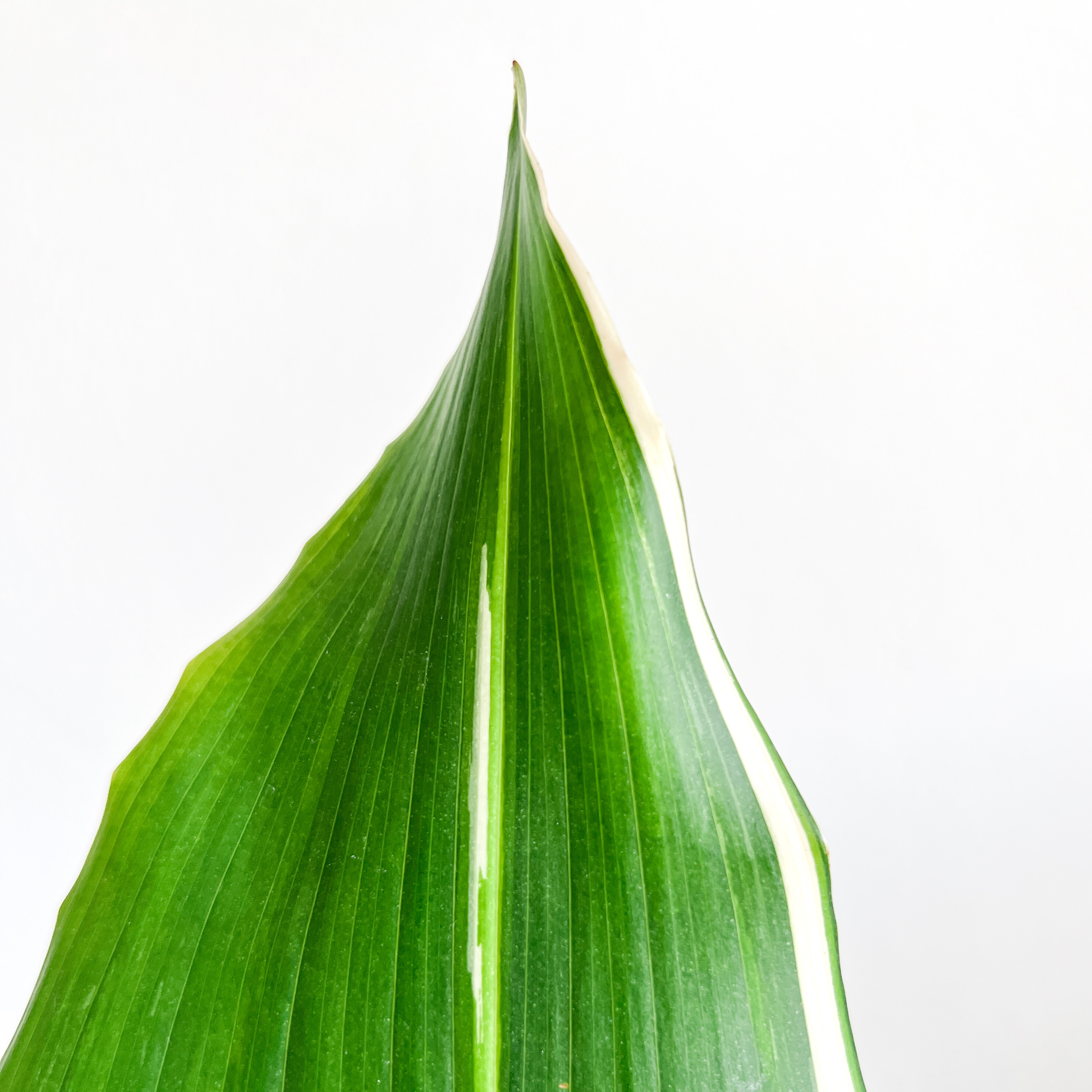 How To Prune Cast Iron Plant