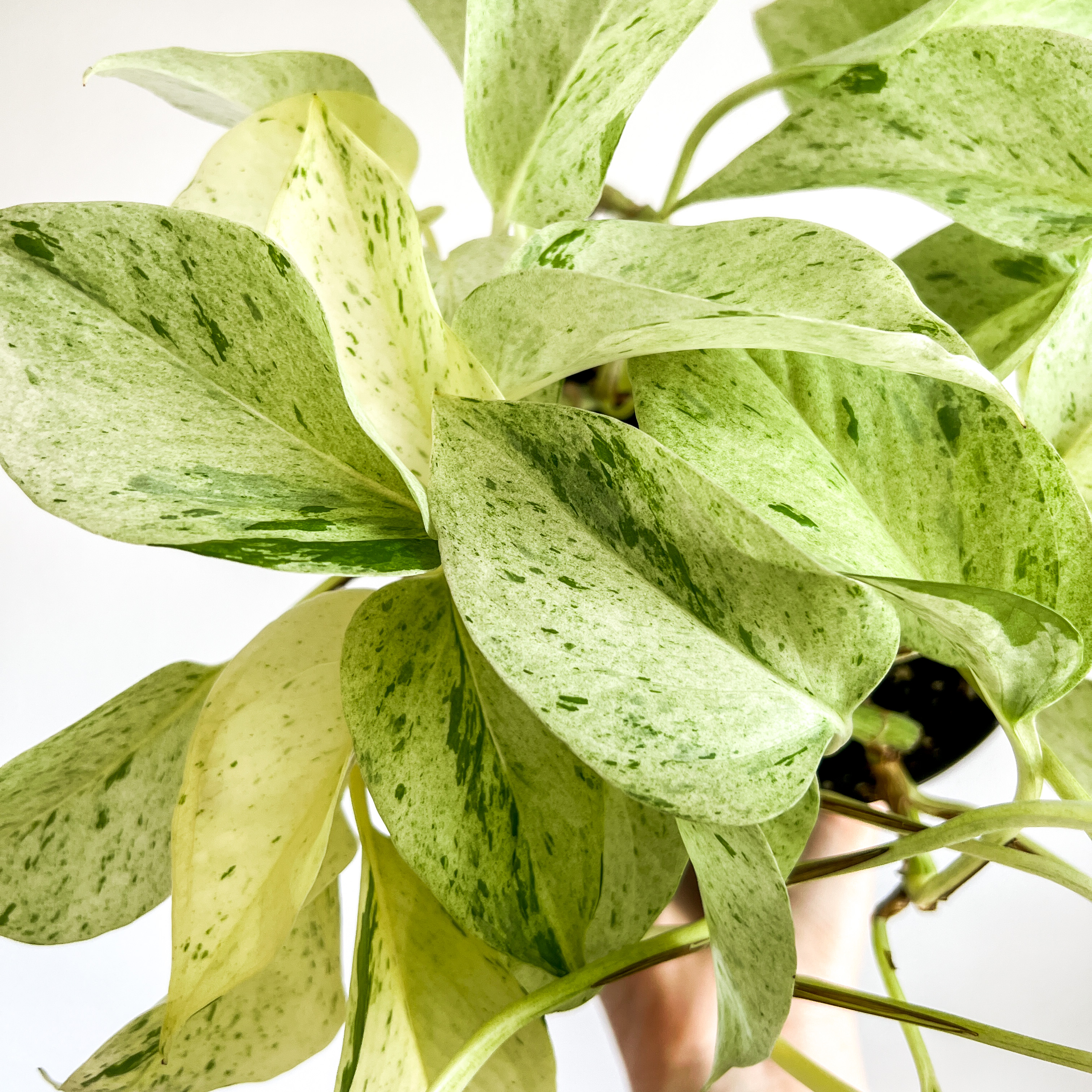 Propagating Snow Queen Pothos: The Ultimate Guide