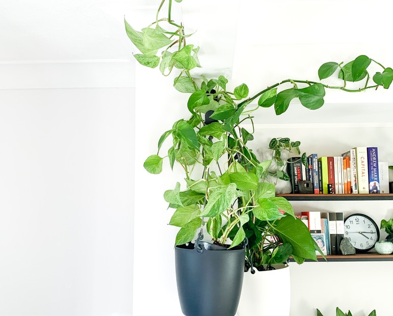 Propagating Marble Queen Pothos: The Ultimate Guide Propagating Marble Queen Pothos: The Ultimate Guide