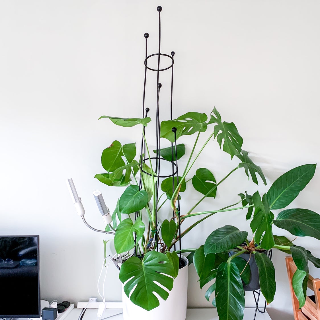 🌡 What Temperature Should My Monstera Be Kept At?