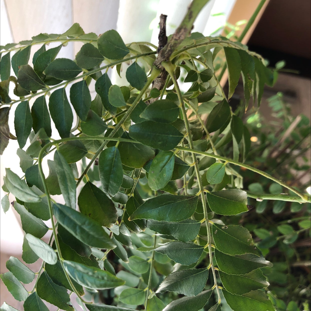 Why Are My Curry Tree Leaves Droopy?
