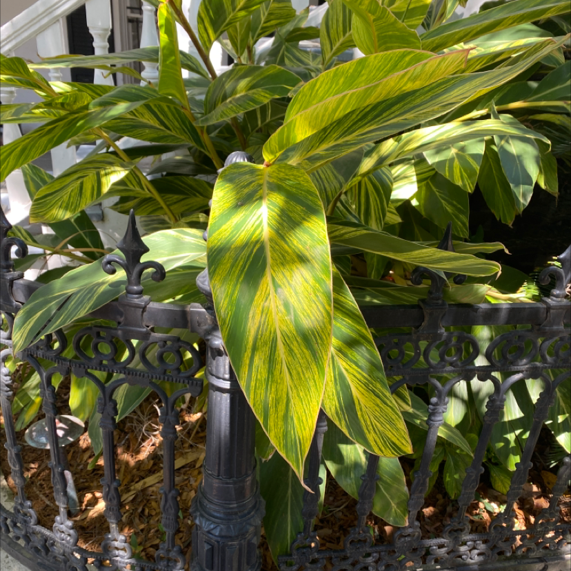 What Are The Bugs on My Variegated Shell Ginger? 🐛