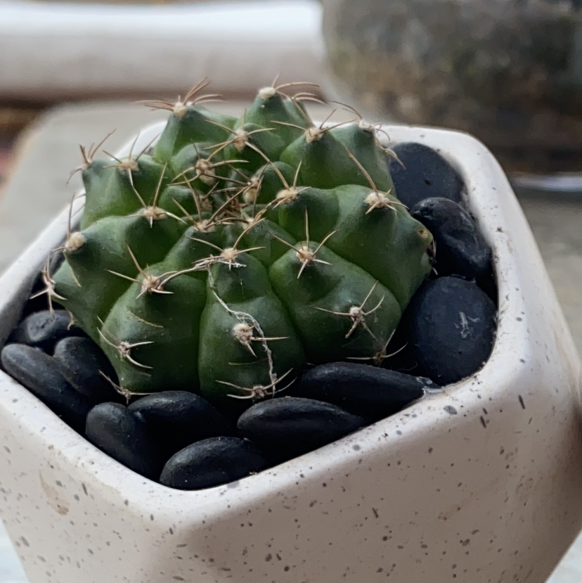 🌞 My Gymnocalycium stenopleurum's Sunlight Needs