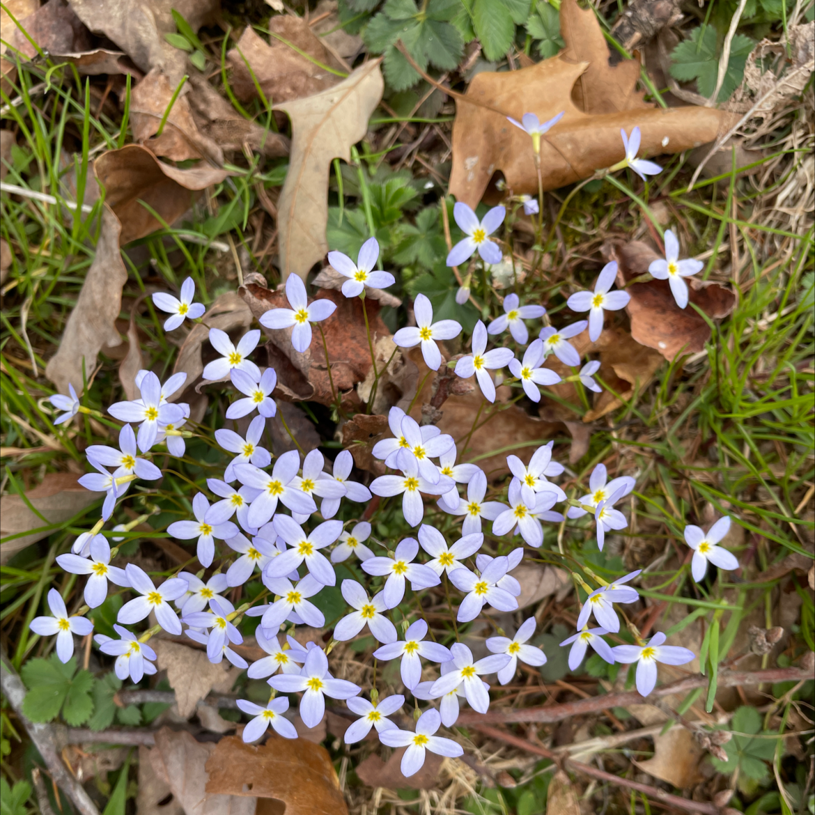 Azure Bluet: How Much Water & Light Does it Need to Thrive?