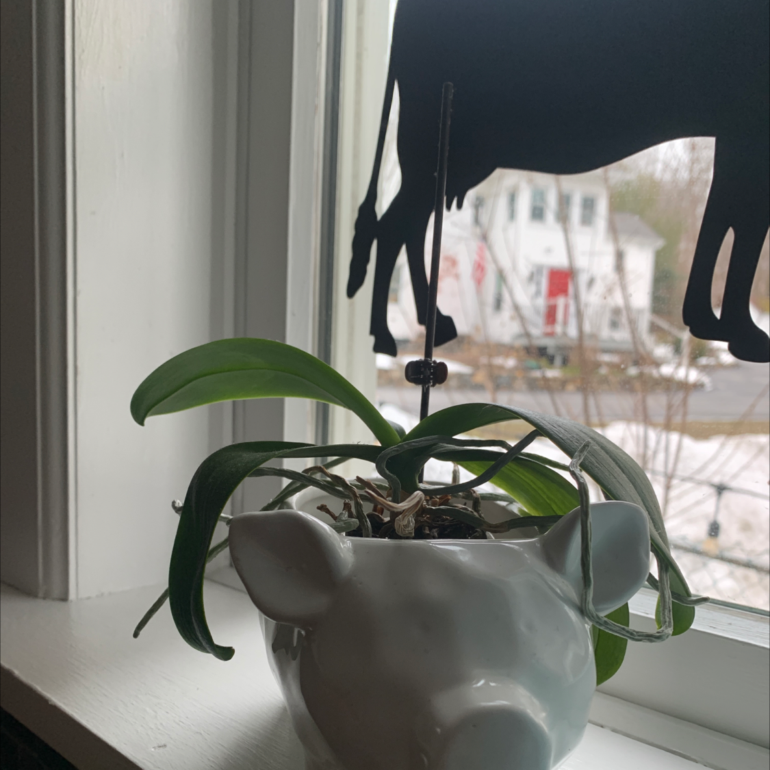 Propagating Your Noble Dendrobium: Step-by-Step Guide