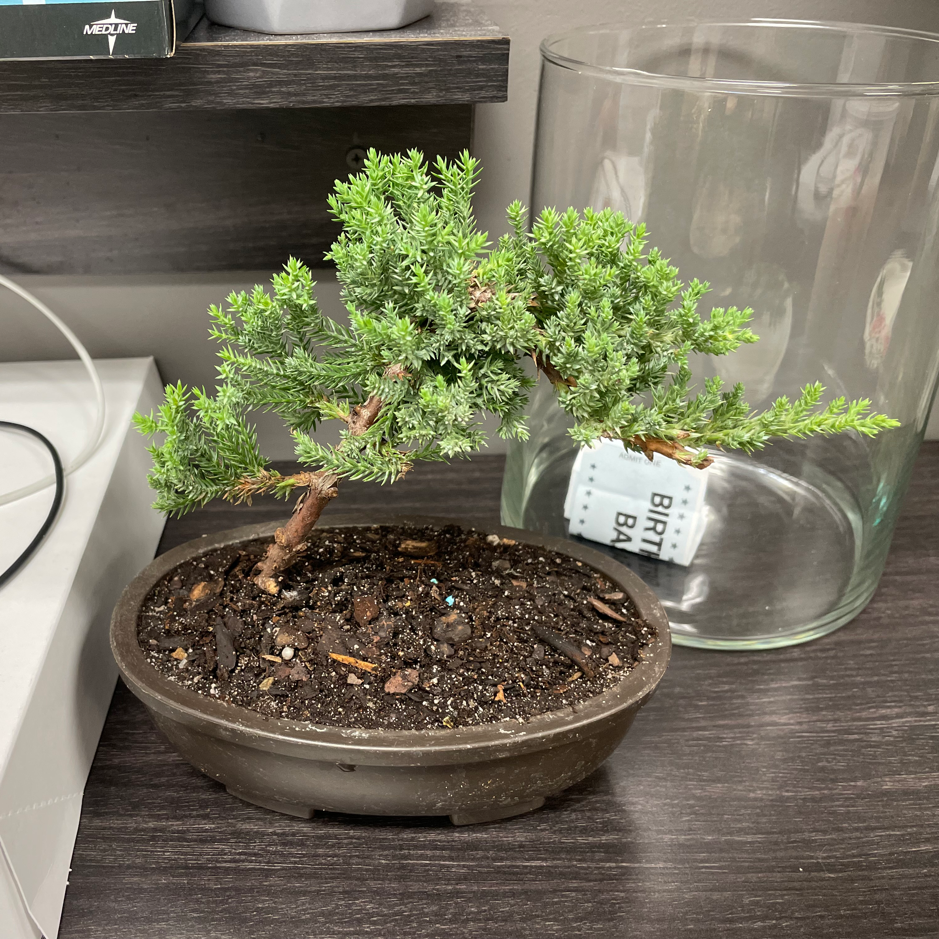 Diagnosing creeping juniper root rot