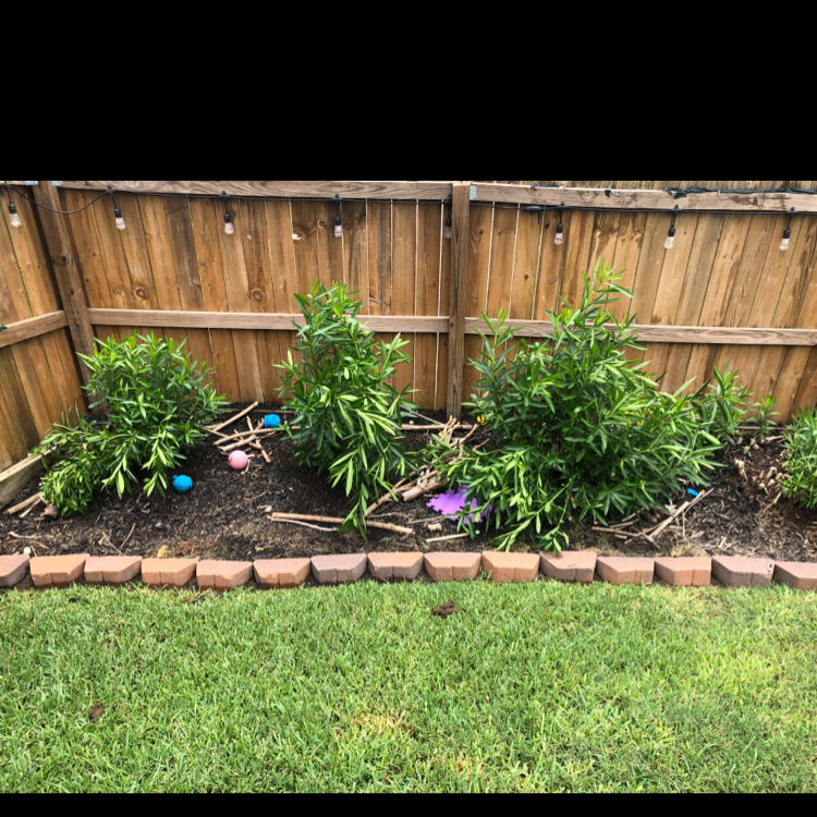 How to Prune Oleander