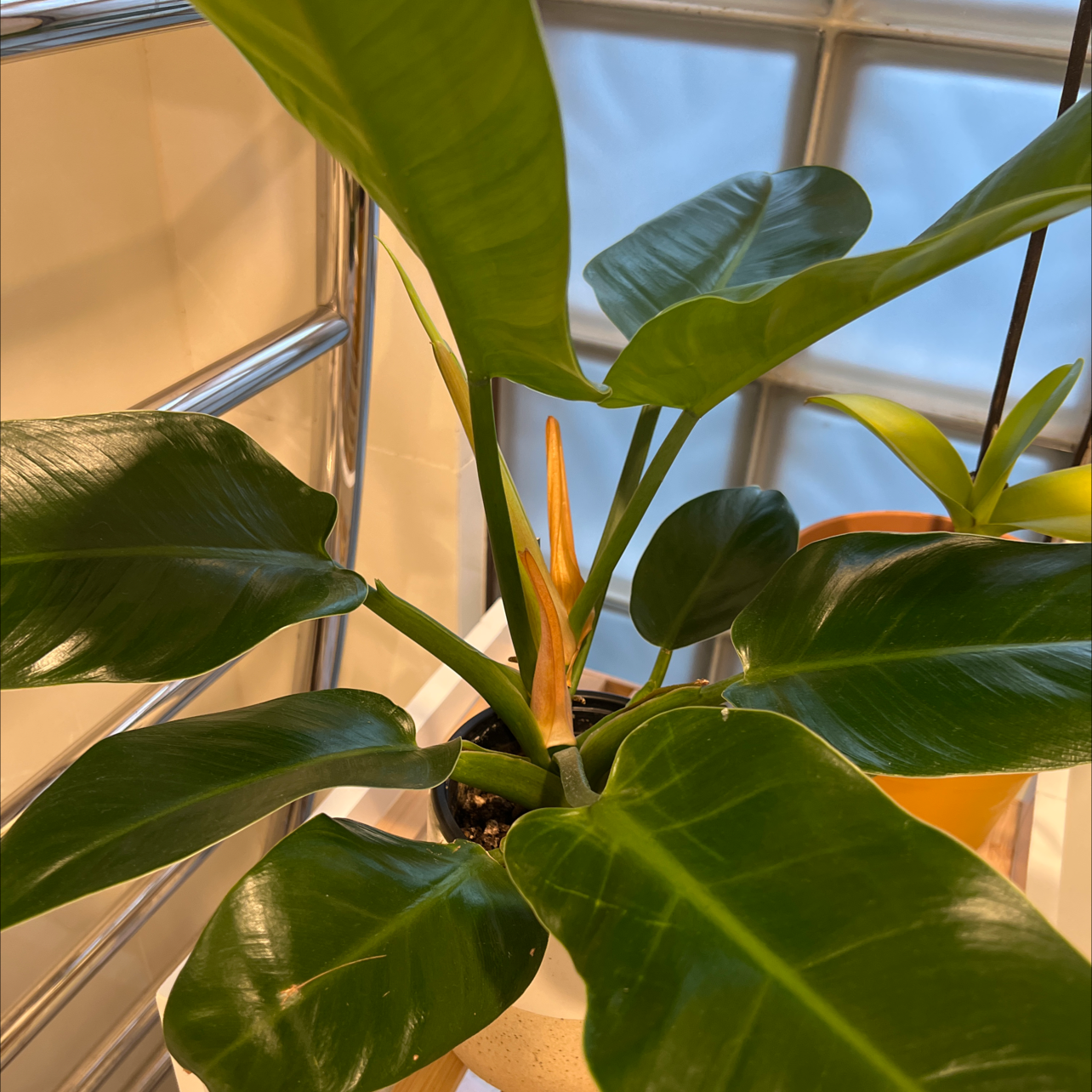 How to Propagate Your Philodendron 'Imperial Green'