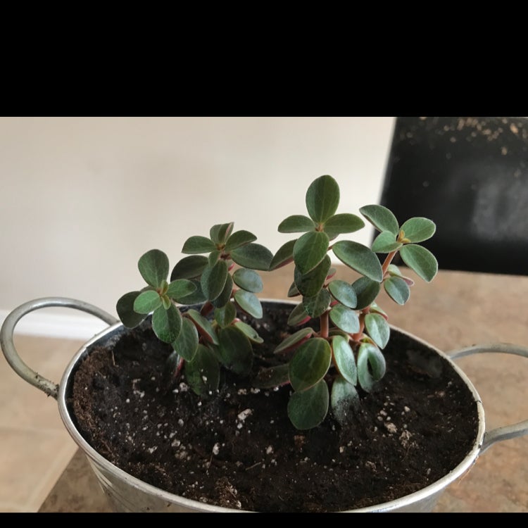 Why Are There Black Spots on My Peperomia Red Log Leaves?