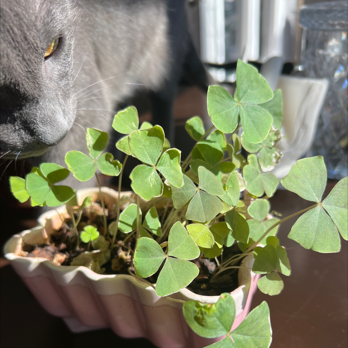 🍋 Why Are There Brown Spots on My Lemon Clover Leaves?