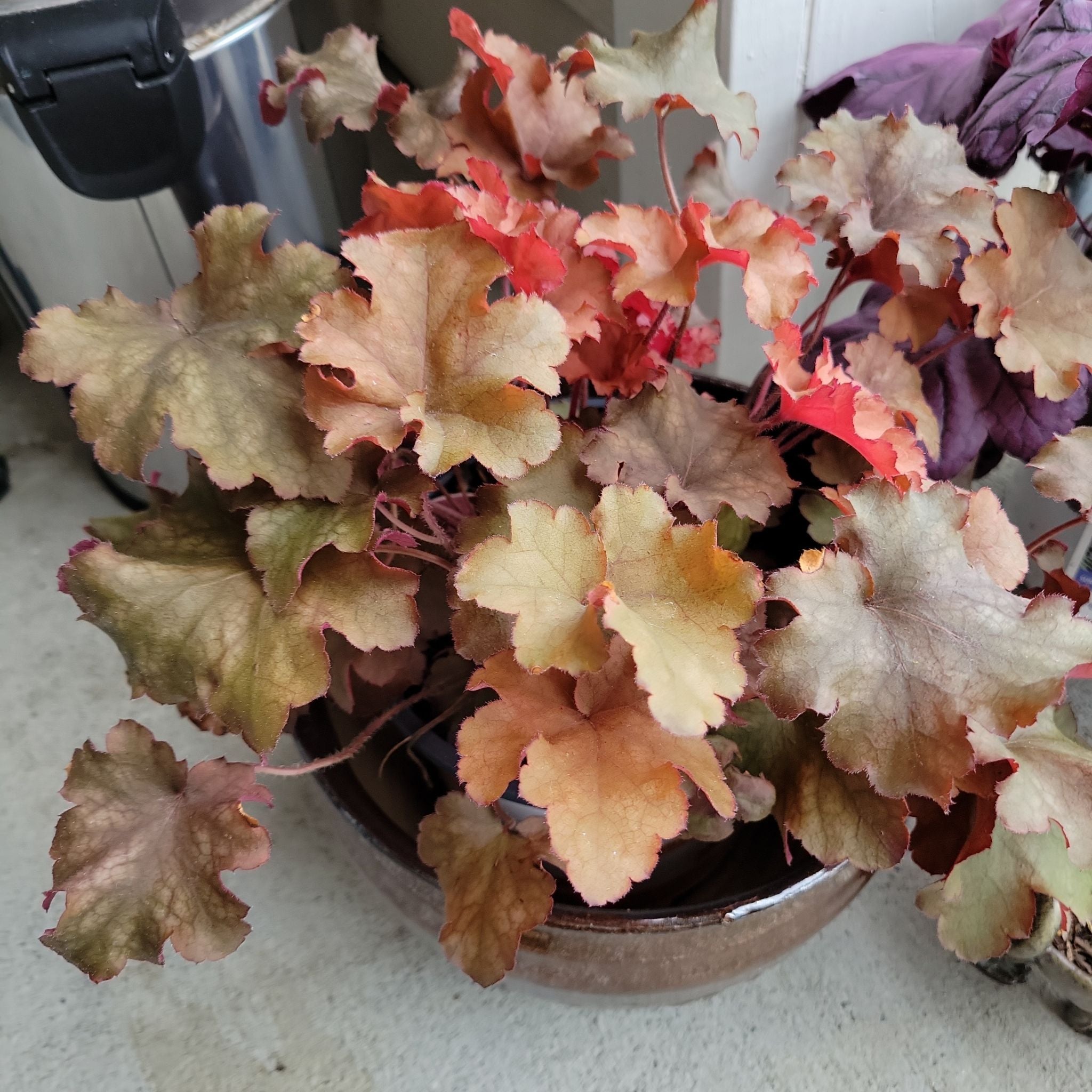 When and Where Should I Trim My Coral Bells?