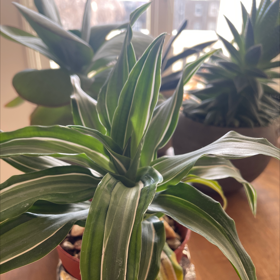 Why Are My Cornstalk Dracaena Leaves Curling?