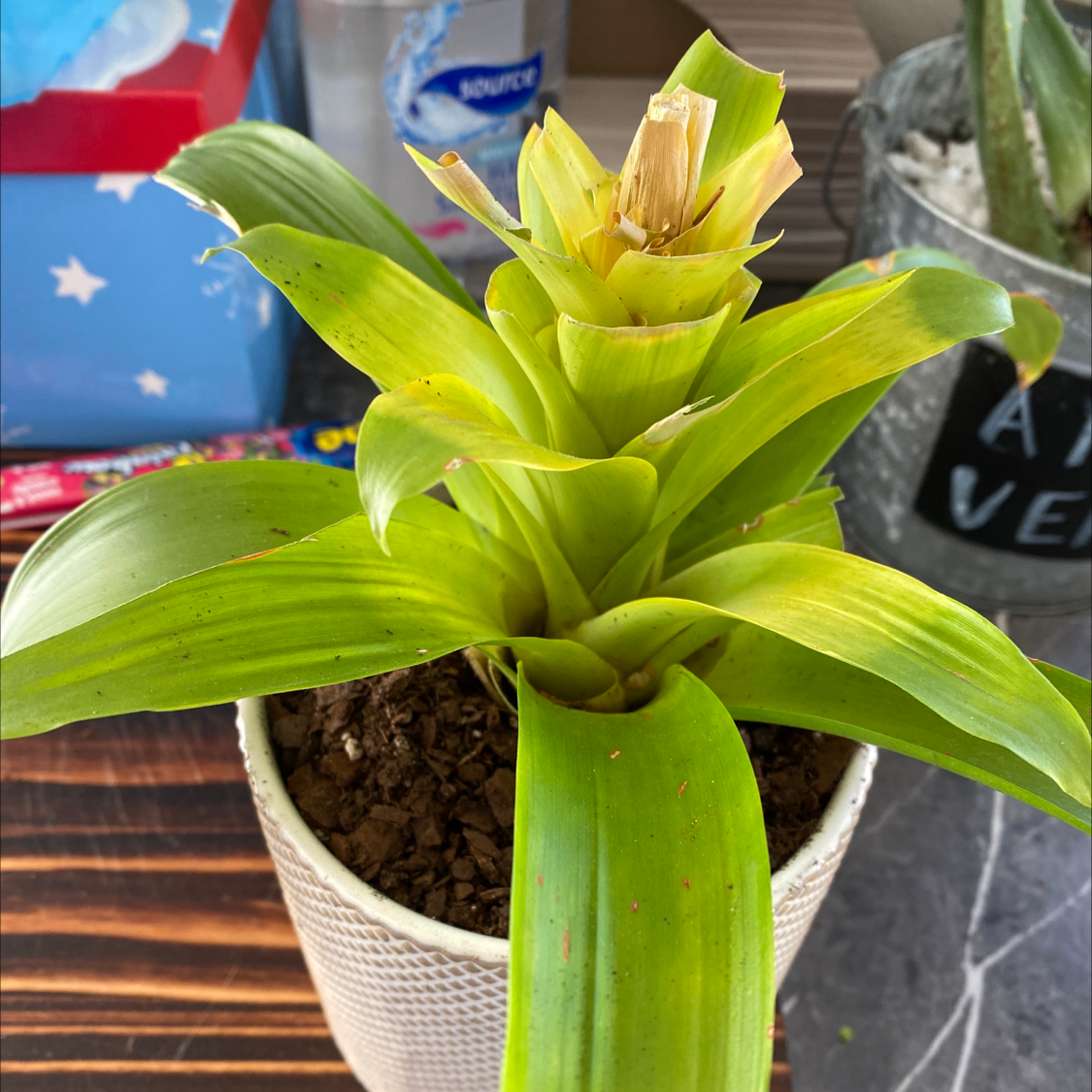 Why Are There Brown Spots On My Flaming Sword Bromeliad?