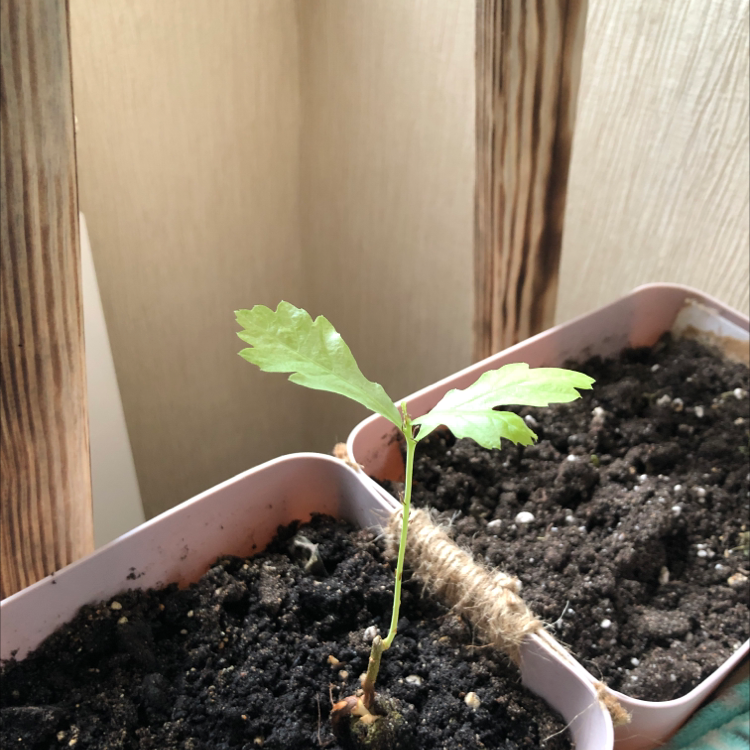 The Complete European Turkey Oak Plant Care Guide: Water, Light & Beyond