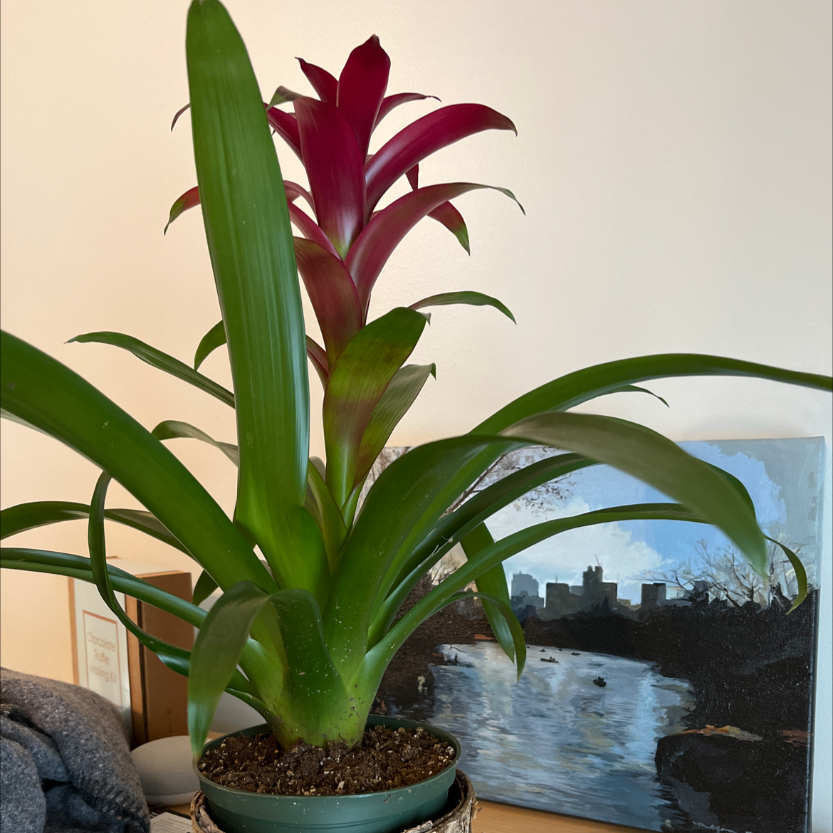 Why Are My Blushing Bromeliad Leaves Droopy?