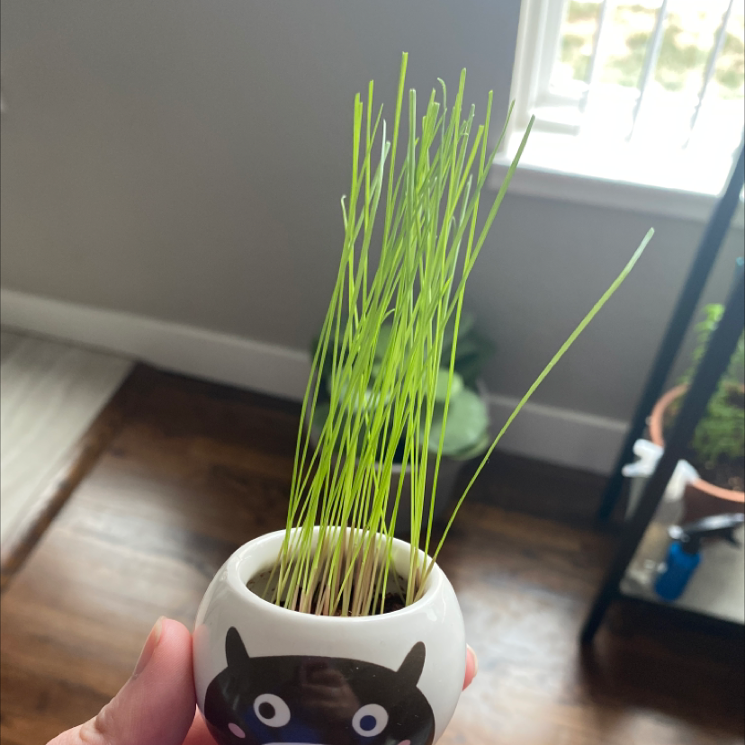 Propagating My Common Rush: Step-by-Step Guide