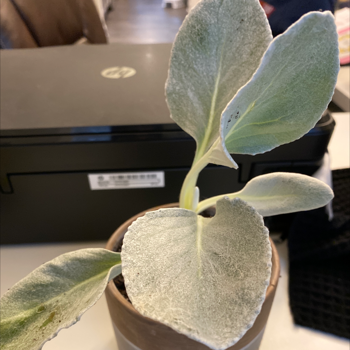 Why Are My Angel Wings Senecio Leaves Curling?