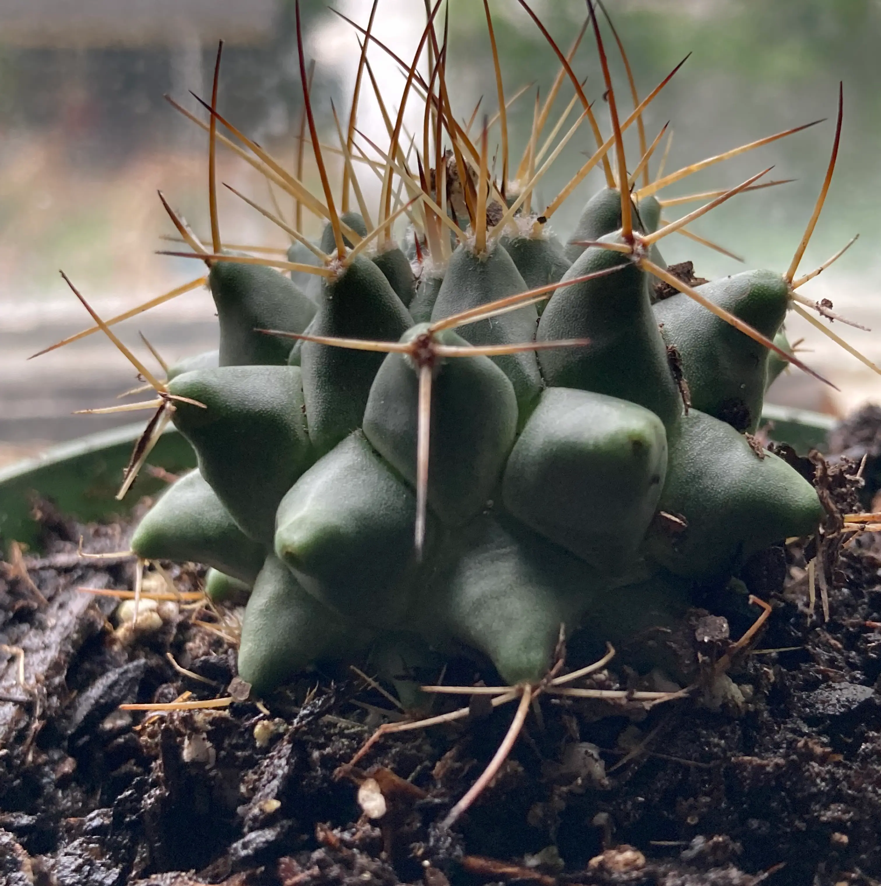 The Complete Scheer's Cory Cactus Plant Care Guide: Water, Light & Beyond