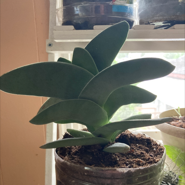 Should I Repot My Propeller Plant?