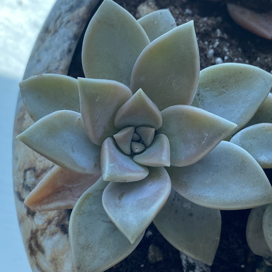 💧 Why Are My Graptoveria 'Harry Watson' Leaves Mushy?