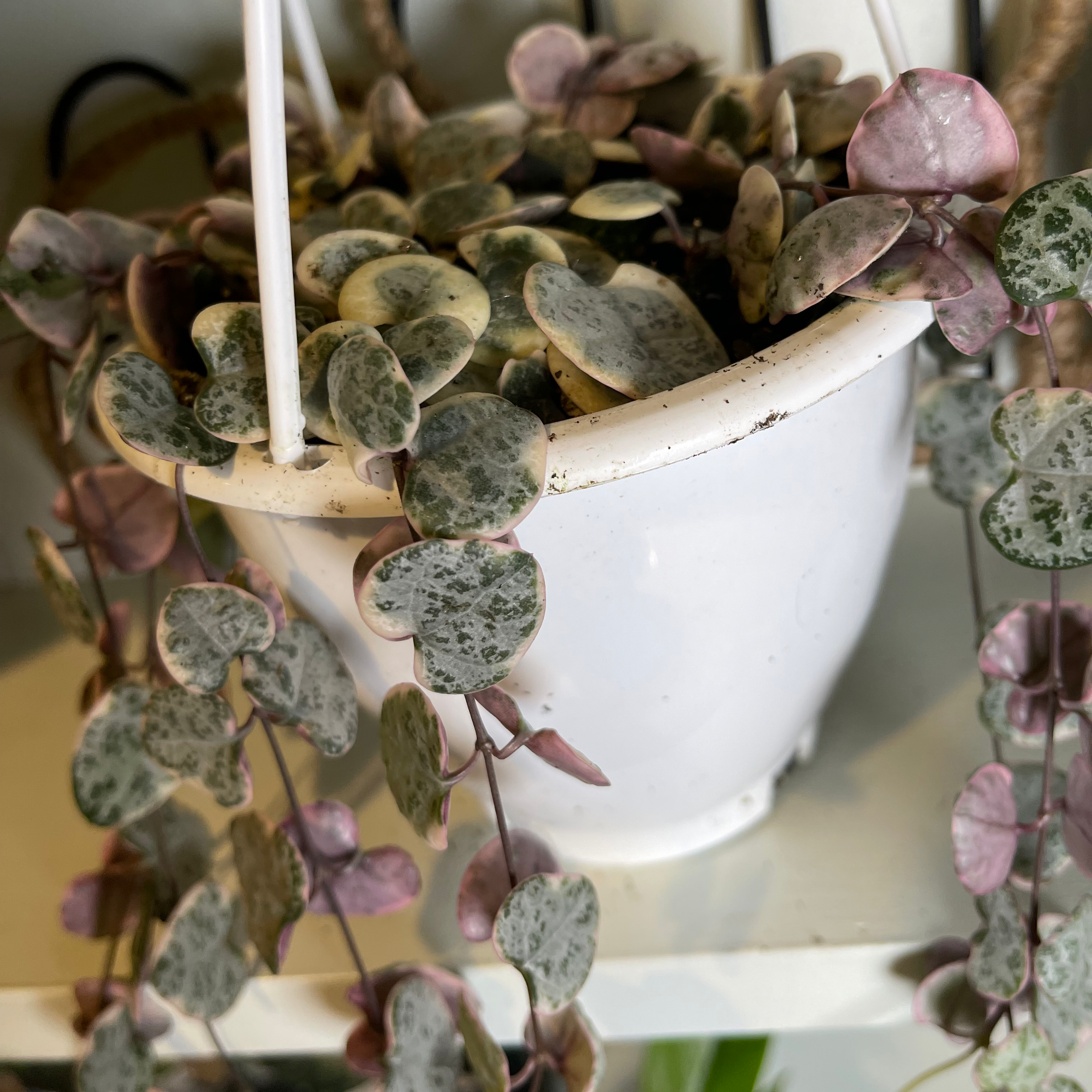 🐛 What To Do About Bugs on My variegated string of hearts?