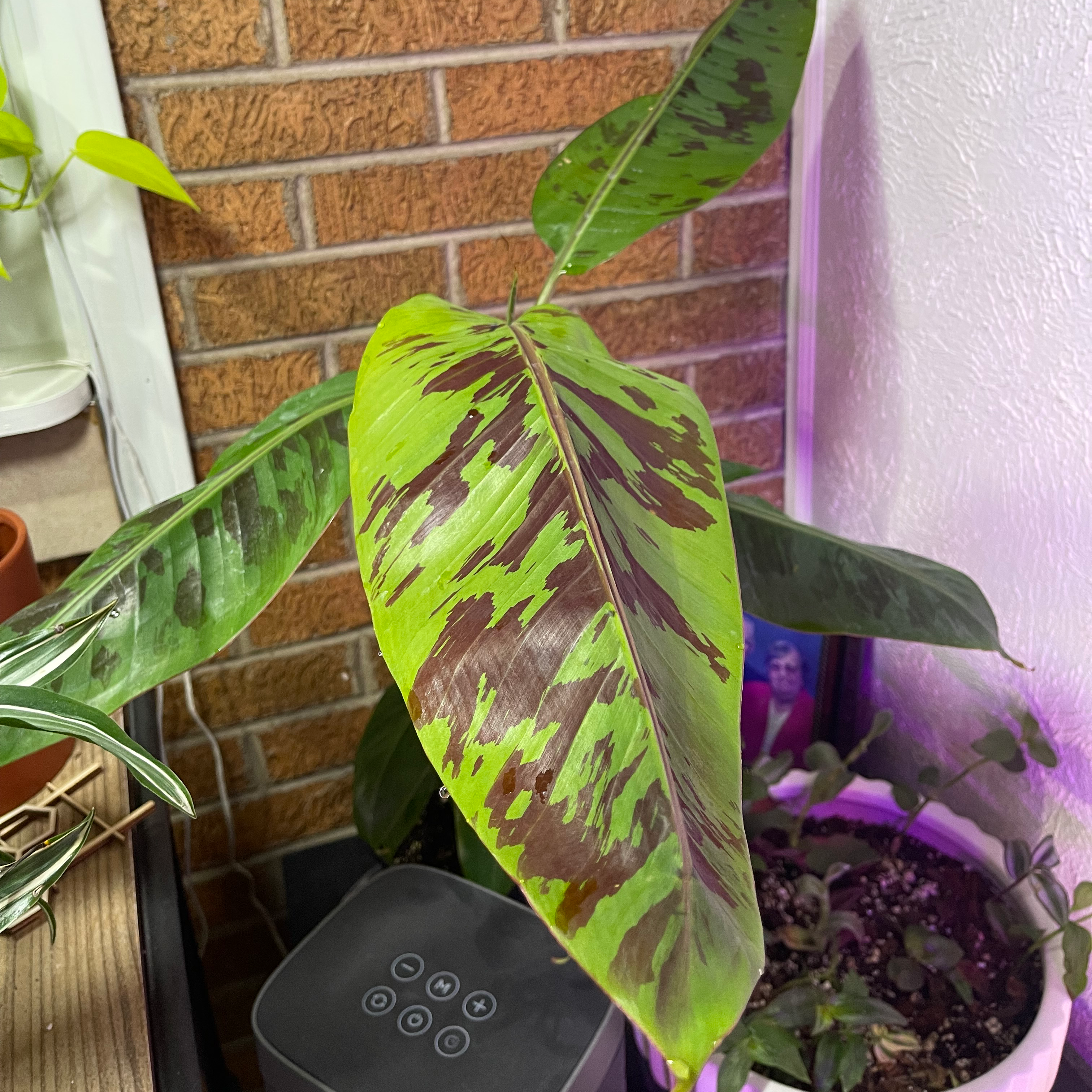Personalized Musa Red Tiger Banana Tree Care: Water, Light, Nutrients ...