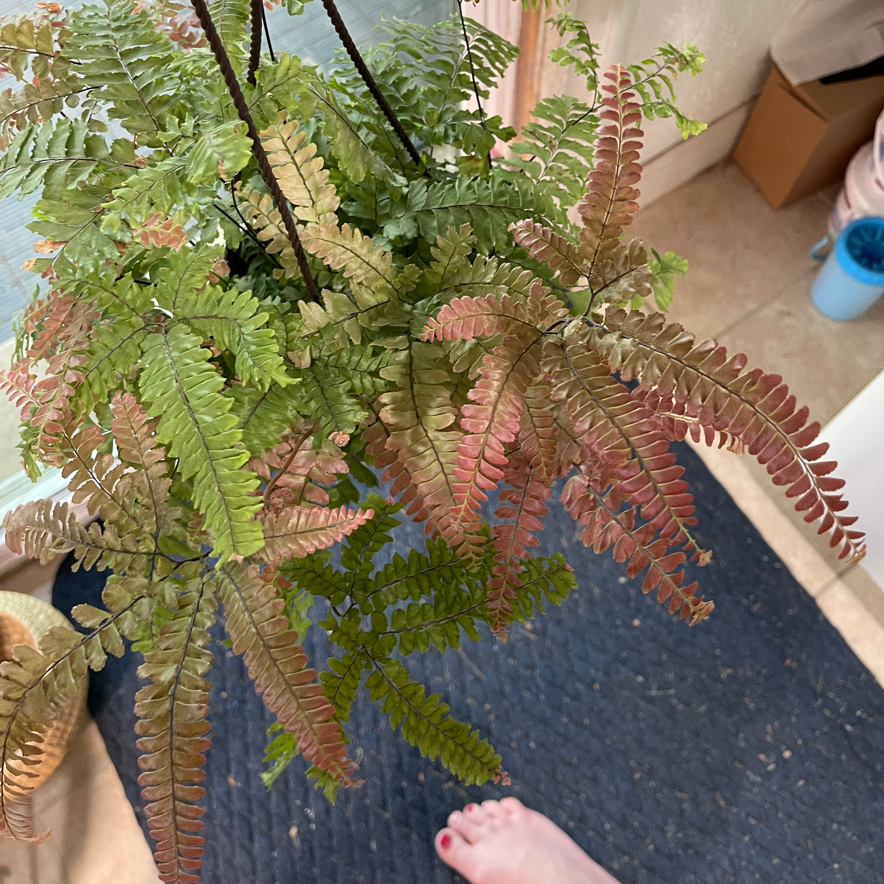 Why Are There Brown Spots on My Rough Maidenhair Fern?