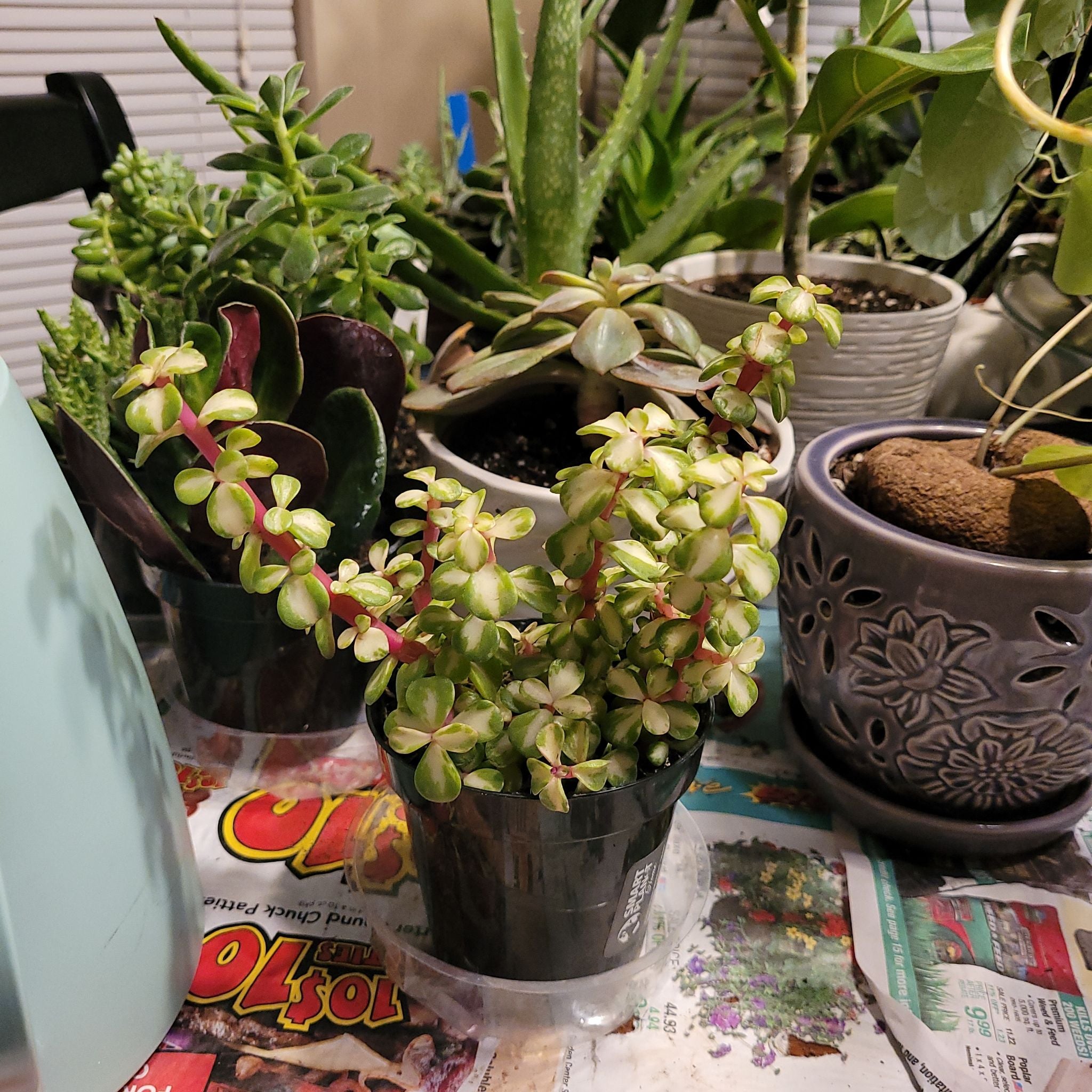 Propagating Rainbow Elephant Bush: The Ultimate Guide