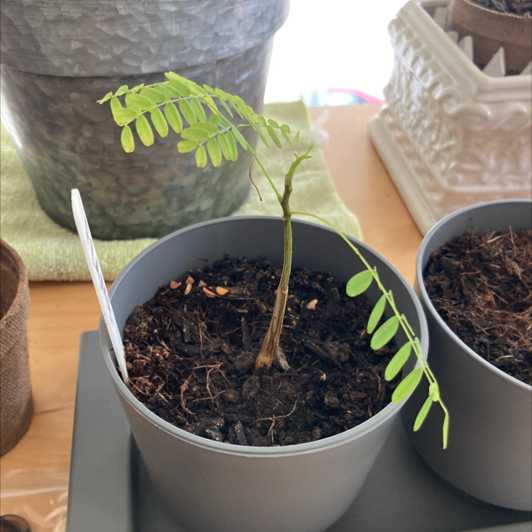 Soil Recommendations for Royal Poinciana Tree