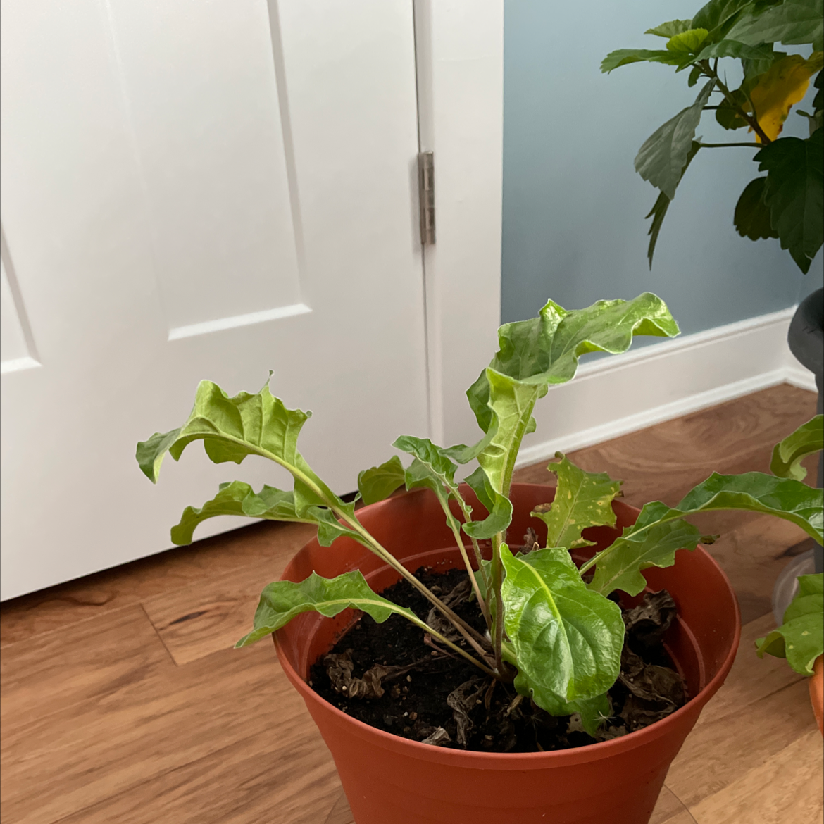 Common Beet Root Rot Solutions