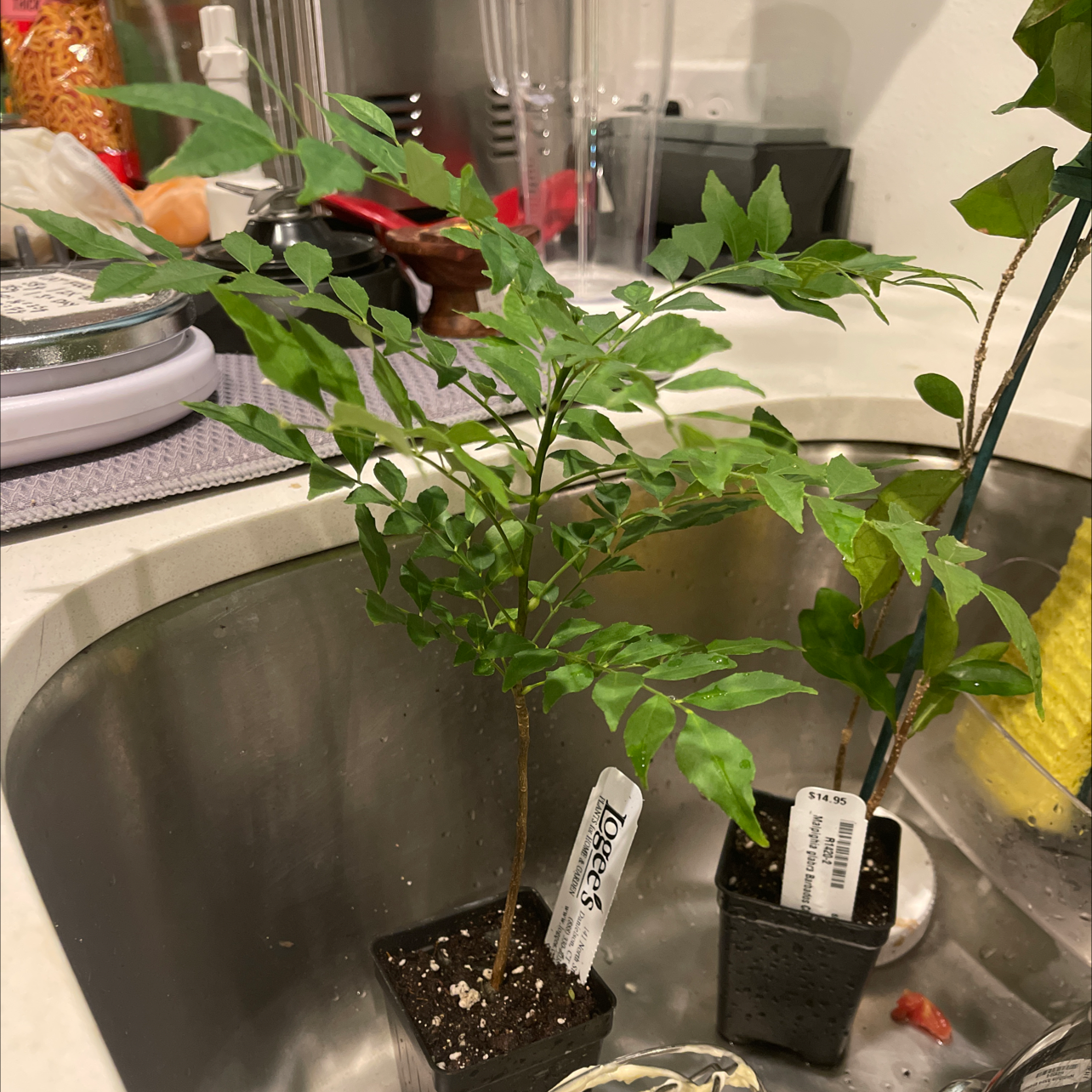 🌞 How Much Sunlight Does My Curry Tree Need?