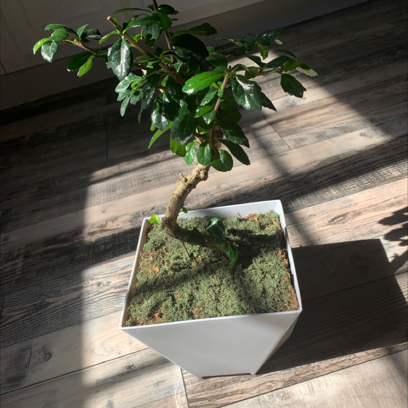 Propagating Fukien Tea Tree: The Ultimate Guide