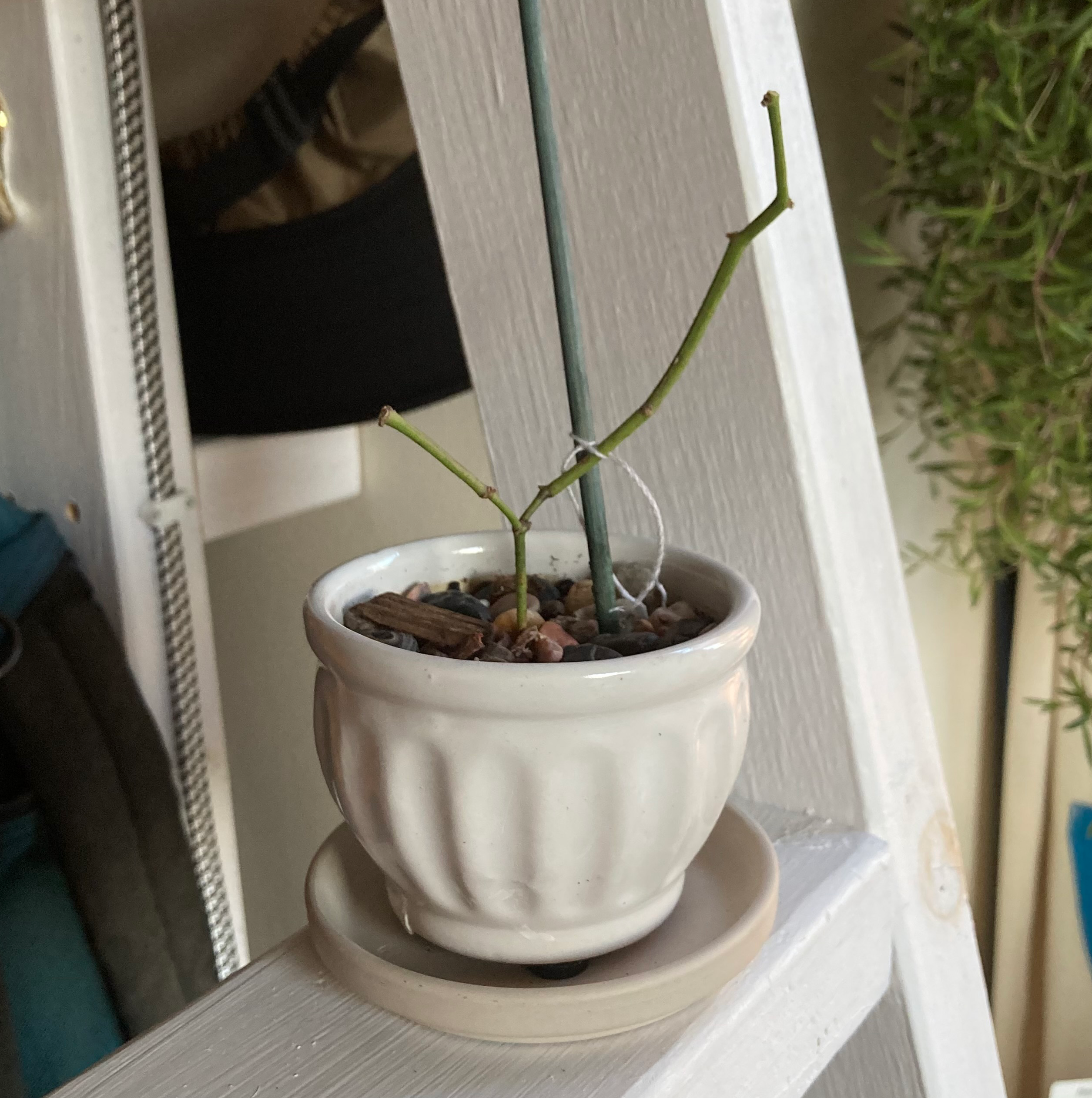 How to Care for String of Stars: Mastering Water, Sunlight & More