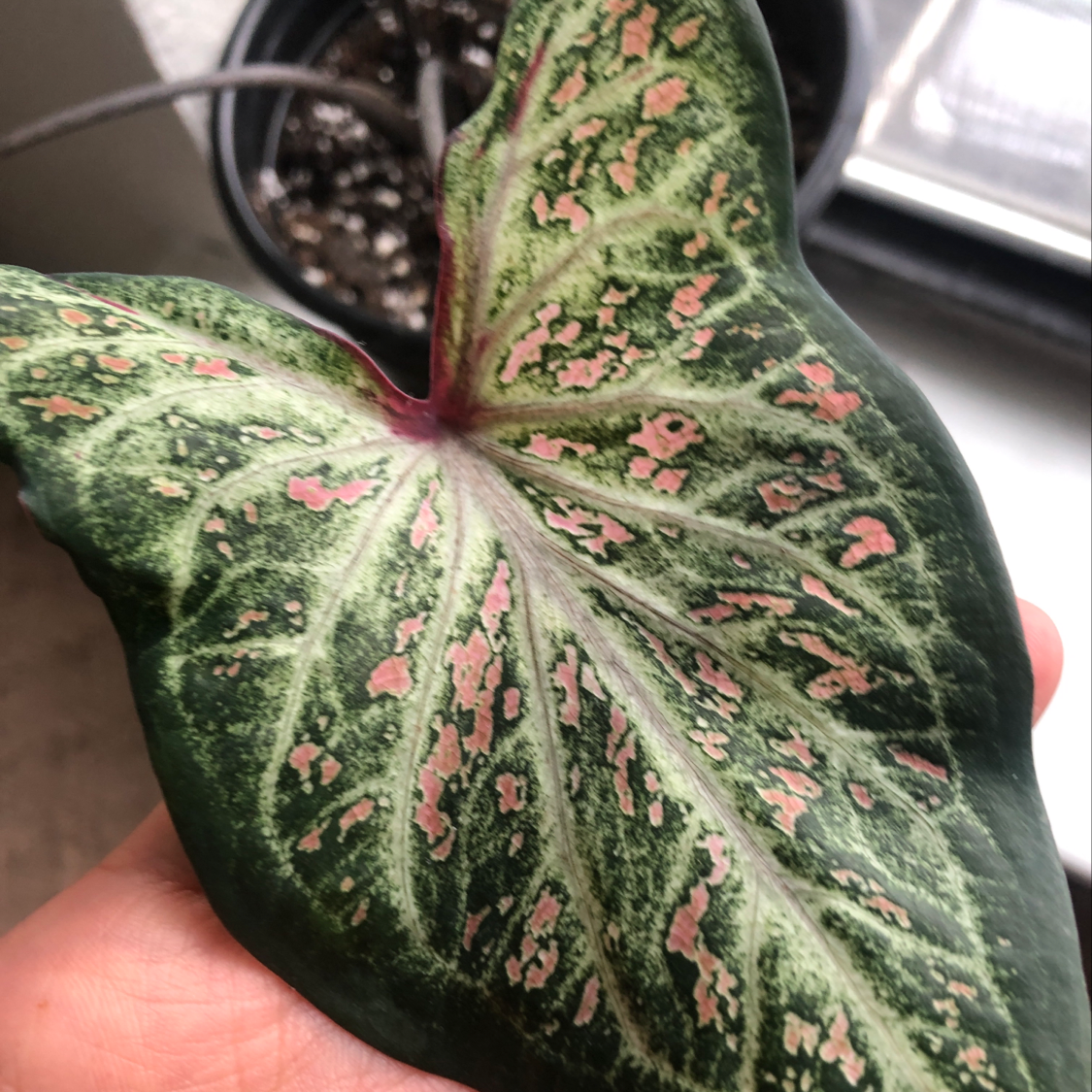 Why Are My Heart of Jesus Leaves Droopy? 💔