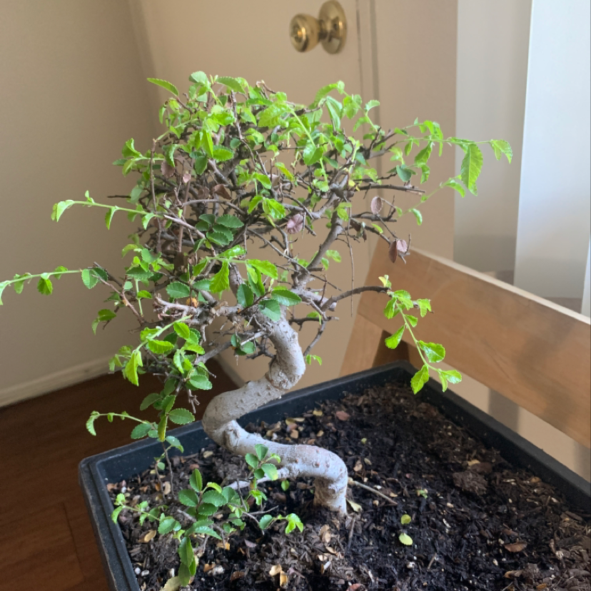 Propagating Your Chinese Elm: Step-by-Step Guide