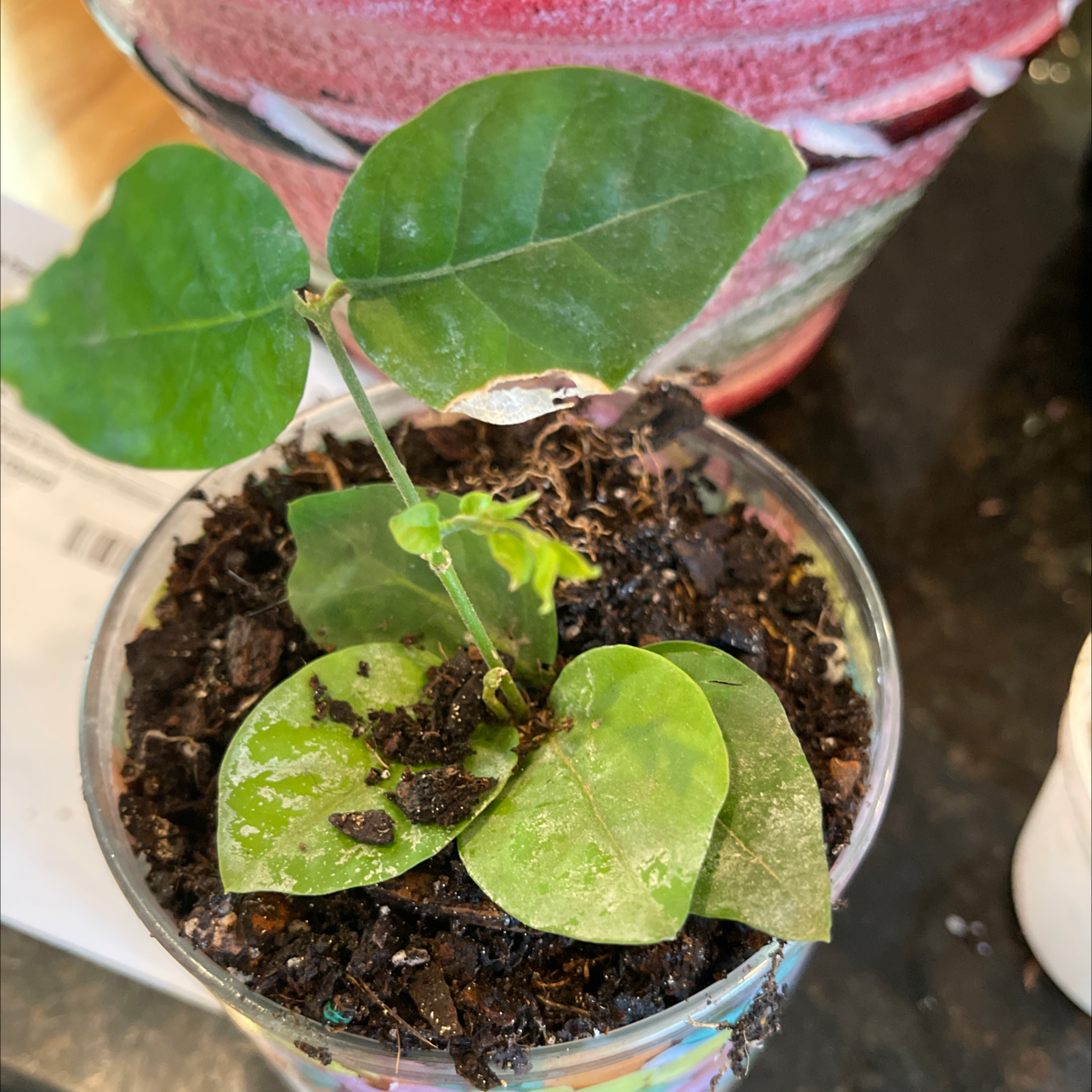 What Do I Do About Arabian Jasmine Root Rot?