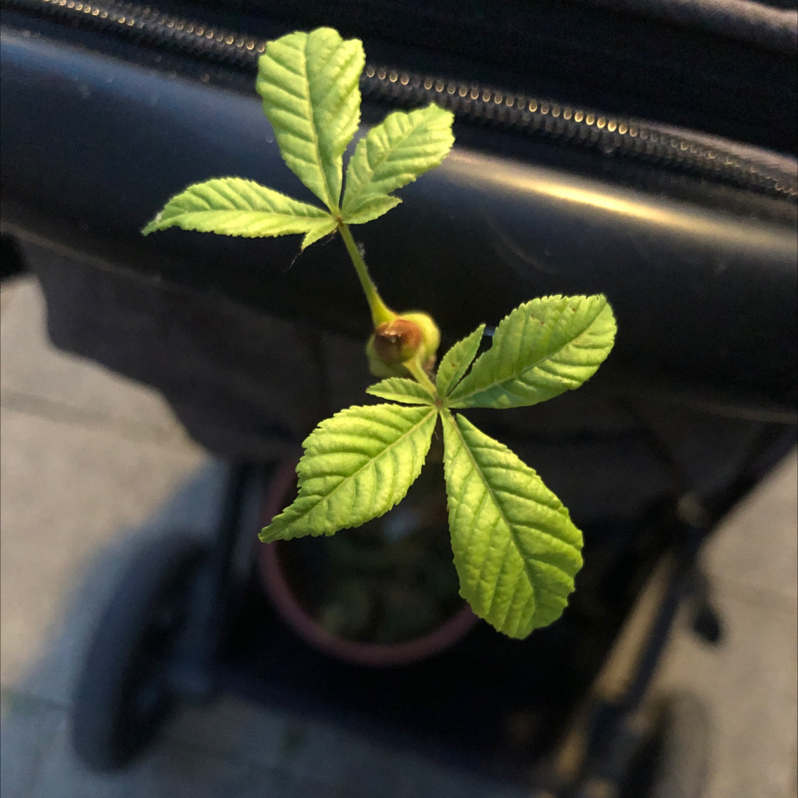 How to Propagate Your Horse Chestnut