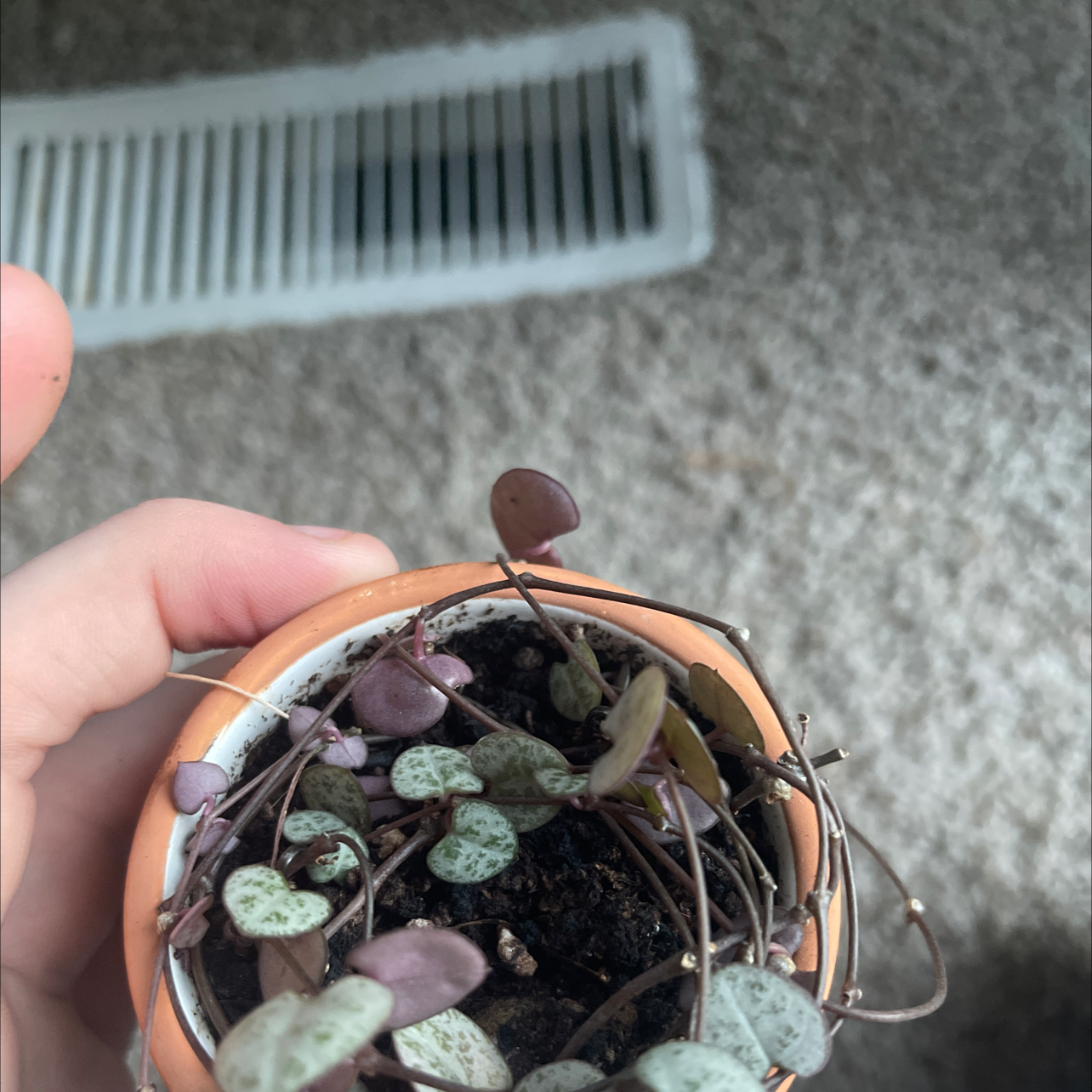 String of Spades Plant Care: Water, Light, Nutrients | Greg App 🌱