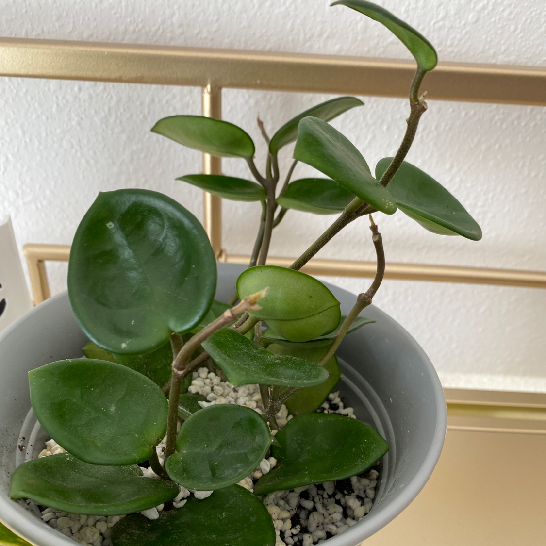 10 Benefits of Having a Chelsea Hoya