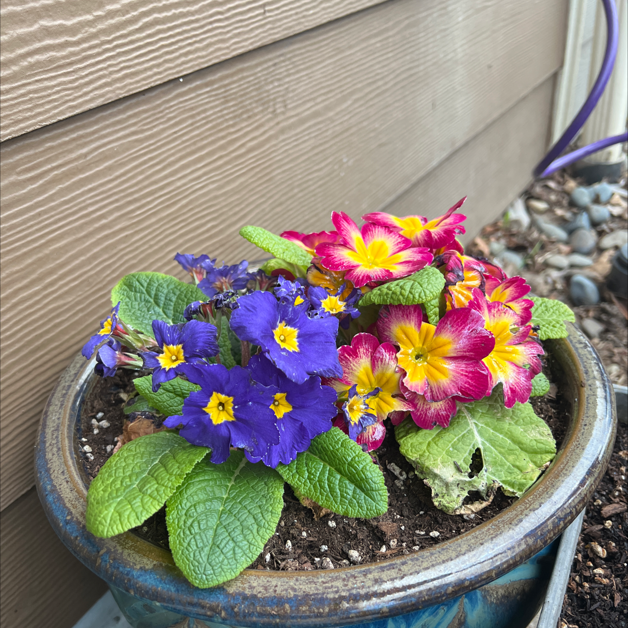 Propagating Common Primrose: The Ultimate Guide