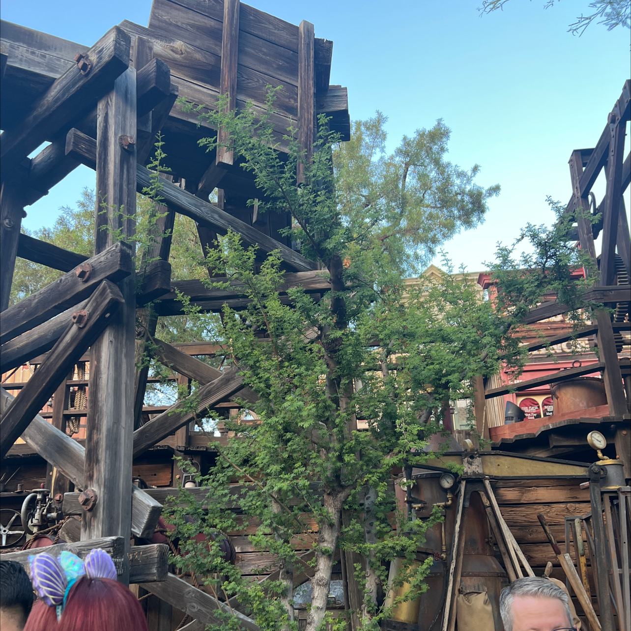 Honey Locust - Fertilizing 101